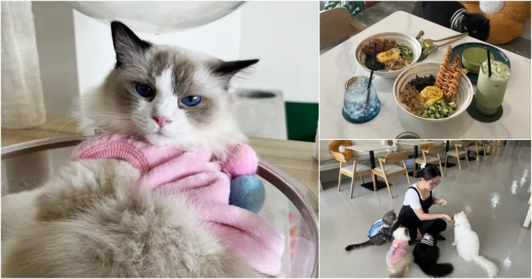 This Charming Pet Cafe in Shah Alam Lets You Dine with Adorable Cats!